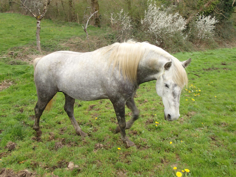 LE CHEVAL BARBE – Cavalcagire